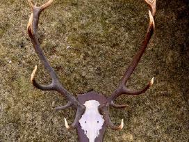 elnio ragai skelbimai - Skelbiu.lt