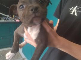 Amerikiečių Stafordšyro terjerai šunys - Skelbiu.lt