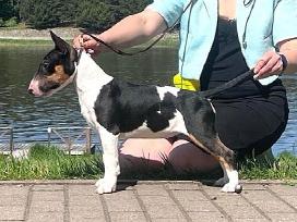 Bulterjerai šunys - Skelbiu.lt