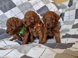 Pudeliai šunys - Skelbiu.lt