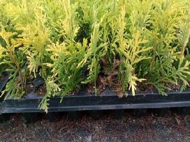 tujos columna skelbimai - Skelbiu.lt