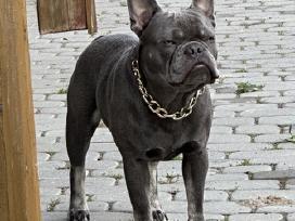 Prancūzų buldogai šunys - Skelbiu.lt
