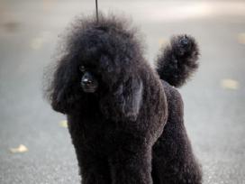 toy pudeliai skelbimai (4 psl.) - Skelbiu.lt