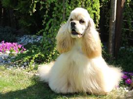 spanieliai parduodami skelbimai - Skelbiu.lt