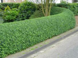 paprastasis ligustras skelbimai - Skelbiu.lt