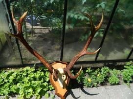 elniu ragai skelbimai - Skelbiu.lt