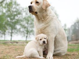 Retriveriai šunys - Skelbiu.lt