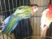Įv.papugos:nimfos,rozelos,pyrruros,žvirblines - Skelbiu.lt