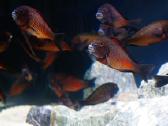 Tropheus sp. Red Chimba jaunikliai - Skelbiu.lt