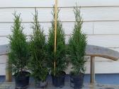 Smaragdinės tujos (thuja occidentalis Smaragd) - Skelbiu.lt