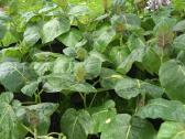 Tamarillo- Pomidoru medis - Skelbiu.lt