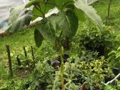 Tamarillo- Pomidoru medis-basovija - Skelbiu.lt