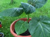 Tamarillo- Pomidoru medis - Skelbiu.lt