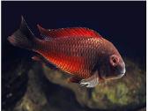 Tropheus žuvytės. Moliro Red jaunimas - Skelbiu.lt