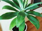 Kambarinė gele-medis "Agave attennuata"iš Madeiros - Skelbiu.lt
