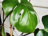 Kambarinė gėlė "Monstera". - Skelbiu.lt