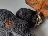 Chaga,juodasis beržo grybas, Čaga Įžulnusis skylen - Skelbiu.lt
