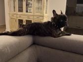 Prancūzų buldogas ieško patelės - Skelbiu.lt