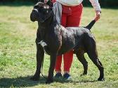 Cane Corso šuniukai su kilmės dokumentais - Skelbiu.lt