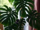 Gražiai nuaugusi gėlė monstera - Skelbiu.lt