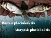 Plačiakaktis margasis ir baltasis - Skelbiu.lt