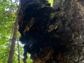 Čaga, beržo grybas (Chaga, caga, berzo grybas) - Skelbiu.lt