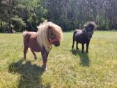 Ponis - Skelbiu.lt
