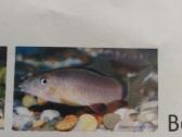 Atiduodu akvariumines zuvis - Skelbiu.lt