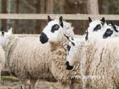 Kerry hill veislės avių banda - Skelbiu.lt