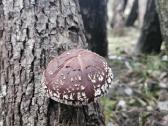 Šitake (Shiitake) grybai - Skelbiu.lt