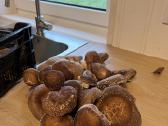 Shiitake grybai, švieži - Skelbiu.lt