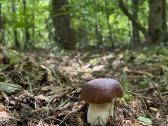 Džiovinti baravykai 400g. - 28 eurai su siuntimu! - Skelbiu.lt
