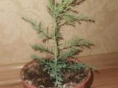 Mamutmedis, Sequoia sodinukai - Skelbiu.lt