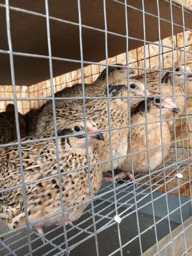 Putpeliukai, narvai putpelėms, putpelės - Skelbiu.lt