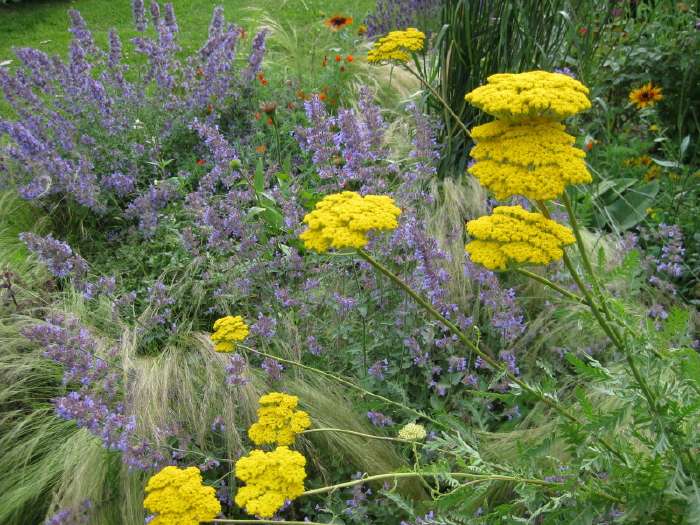Parduodu daugiametes gėles gėlynams - Skelbiu.lt