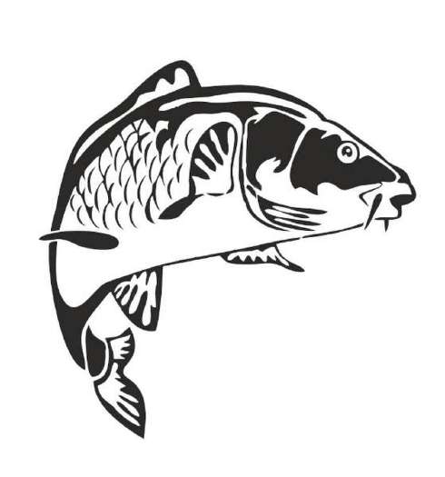 Amūrai, karpiai, karpio-karoso hibridai - Skelbiu.lt