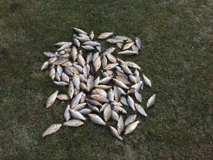 Karosai, mailius, izuvinimas, zuvys - Skelbiu.lt