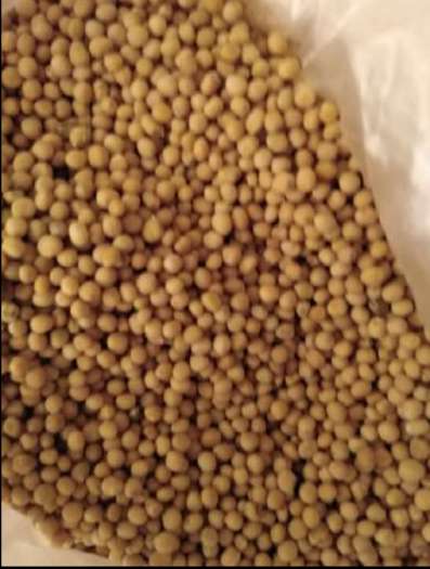 Baltoji garstyčia+aliejinis ridikas, mišanka - Skelbiu.lt