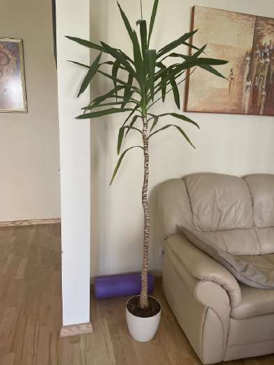 Gėlė juka (yuka) 2m - Skelbiu.lt