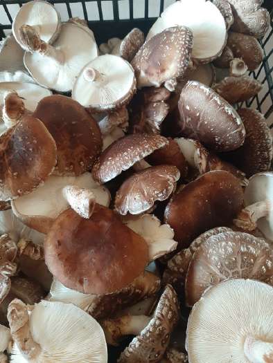 Shiitake grybai, parduodame - Skelbiu.lt