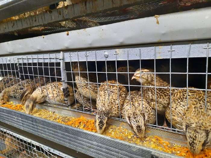 Putpeles - Skelbiu.lt