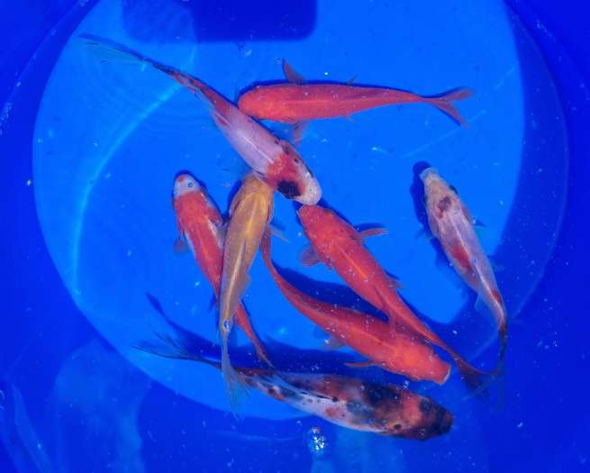 Karosai spalvoti, Koi karpiai, Amūrai, Drūgeliai - Skelbiu.lt