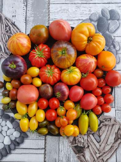 Retų pomidorų veislių sėklos sezonui 2025! - Skelbiu.lt