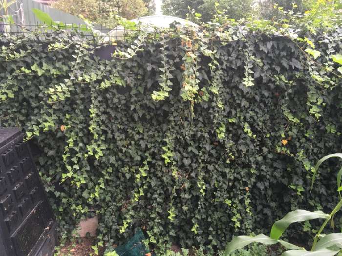 Gebenė lipikė jūsų tvorai ar pastatui - Skelbiu.lt