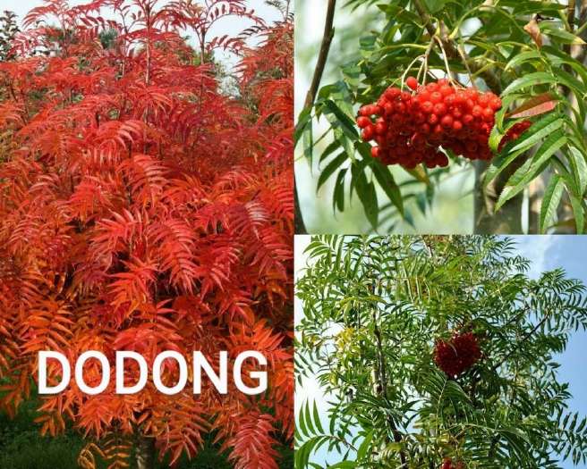 Dodong Sermuksniai,gudobele,putinai - Skelbiu.lt