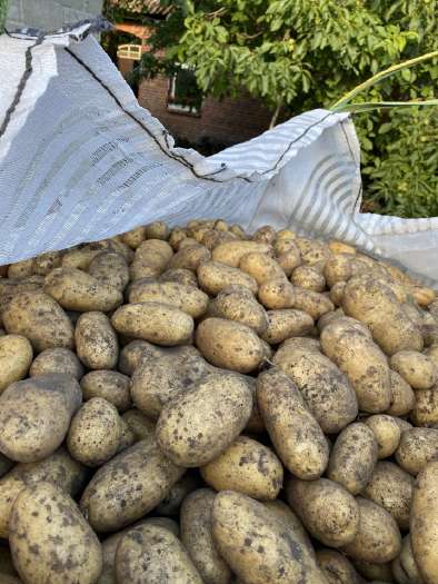 Parduodu bulves didmaišiuose - Skelbiu.lt