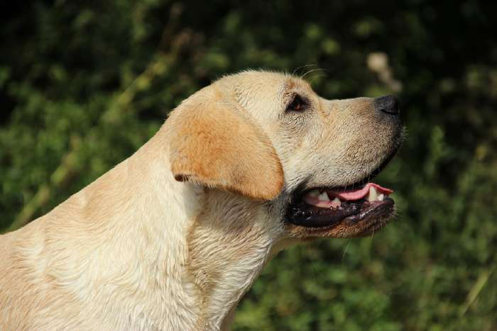 Labradoro retriveris reproduktorius - Skelbiu.lt