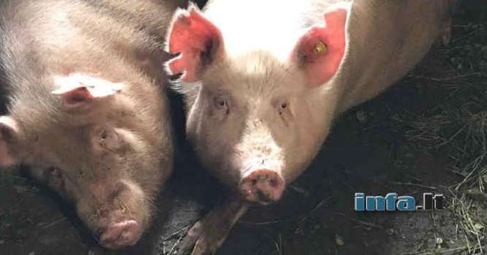 Perku parsavede kiaule - Skelbiu.lt