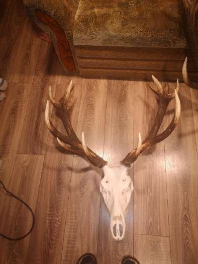 Elnio ragai. - Skelbiu.lt