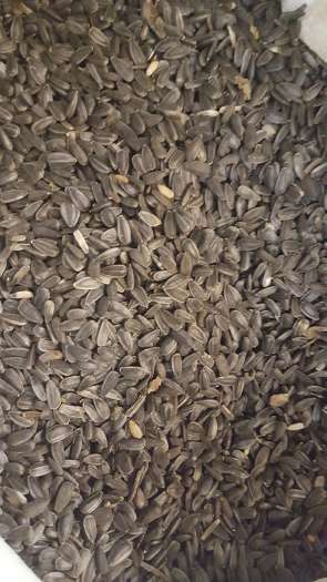 Saulegraza, saulegrazos 20kg 25e Vilnius - Skelbiu.lt